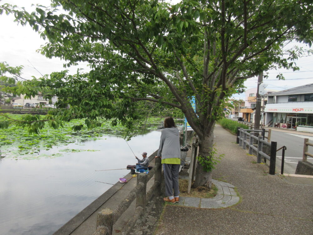 プレミアムハートライフ静岡千代田 紫陽花見物 小鹿公園へ | 静岡の有料老人ホーム・サ高住・グループホーム・介護施設はアクタガワ
