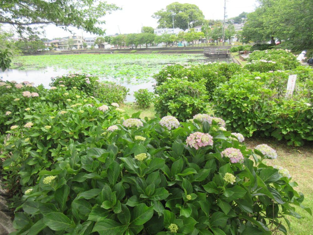 プレミアムハートライフ静岡千代田 紫陽花見物 小鹿公園へ | 静岡の有料老人ホーム・サ高住・グループホーム・介護施設はアクタガワ